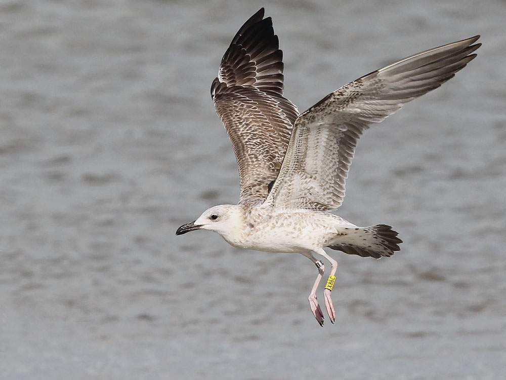 Richard Smith - Birdwatching Days Out: CASPIAN GULL, 1st winter, Yellow ...