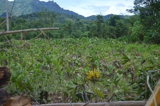 Floods Devastate Fiji Farmers | AGRONET FIJI