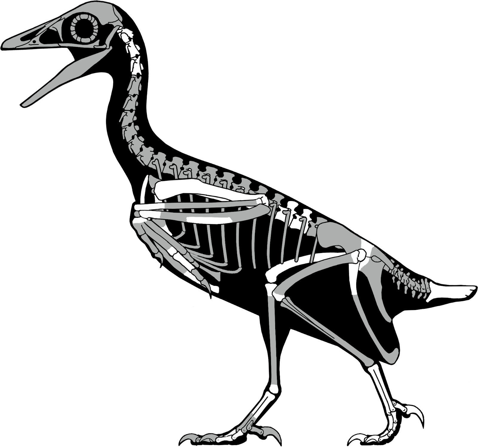 Raptormaniacs: New (Extinct) Maniraptors of 2018