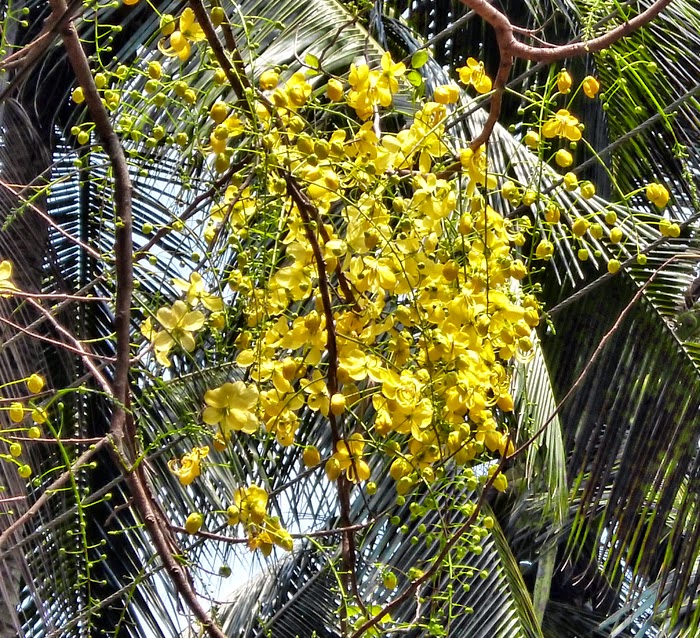 The Golden shower-Ahala - Cassia fistula | SL Flora