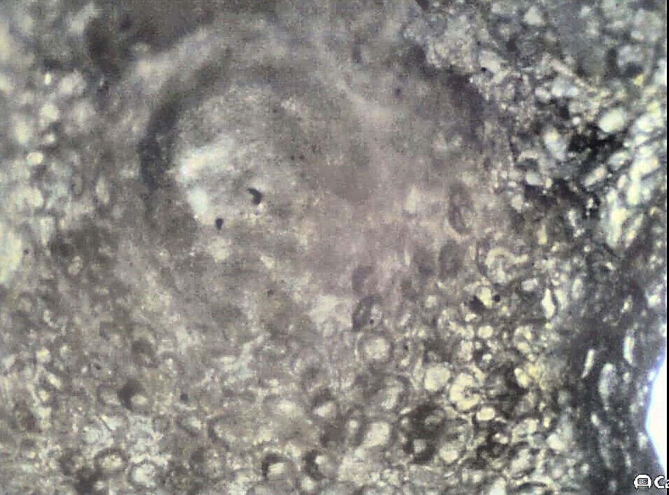 Don Schaeffer's Photos and Art: Cells in an Orange Peel