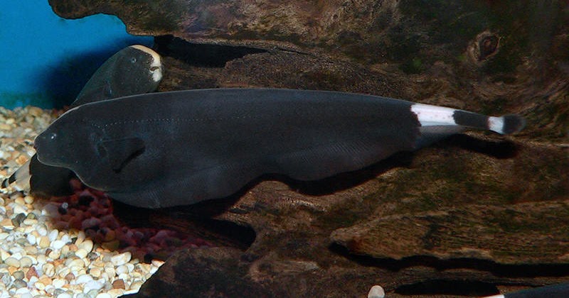 Mengenal Ikan Black Ghost Dan Cara Memeliharanya