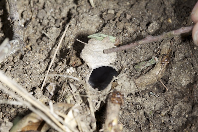 Science Doing: Tricky spiders' web and 33 new species of trapdoor spider