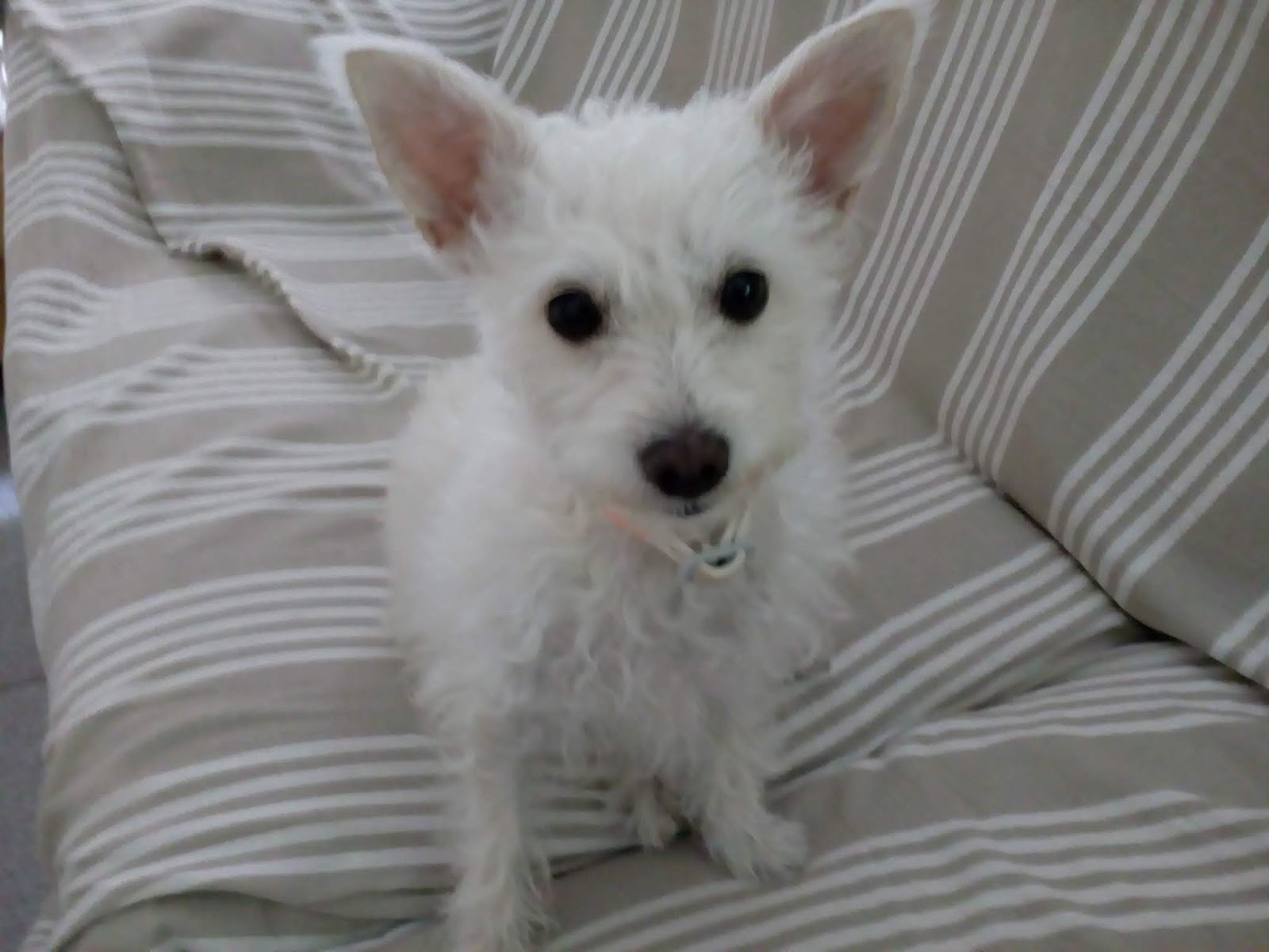 Filosofia IES Josep Maria Llompart.: Quina és la diferència entre un ...