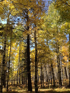 Exploring Northern Arizona: Driving Through Hart Prairie