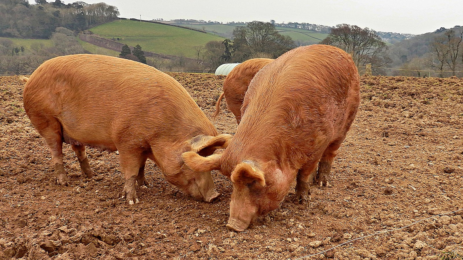Mike's Cornwall: Farm Animals Seen In Cornwall