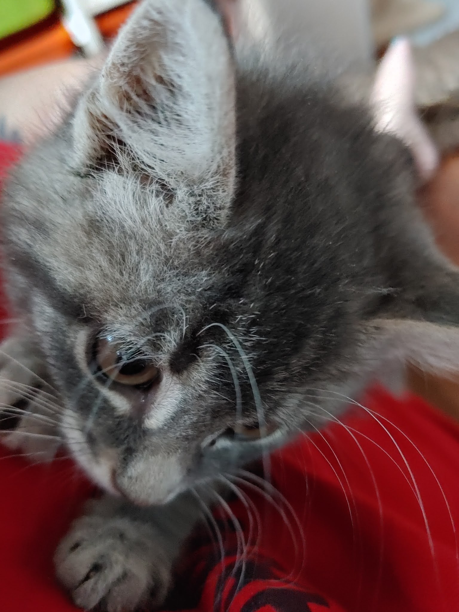 Random Felines: Kitten pictures