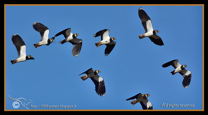 WILDLIFE GATEWAY: Perdrix rouges et Vanneaux huppés dans le Magnoac