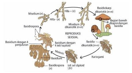 Materi Reproduksi dan Peranan Jamur Mapel Biologi kelas 10 SMA/MA ...