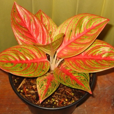 35 Jenis Aglaonema Beserta Gambar - TUKANG TAMAN SURABAYA