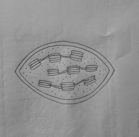 DRAW IT NEAT: How to draw chloroplast