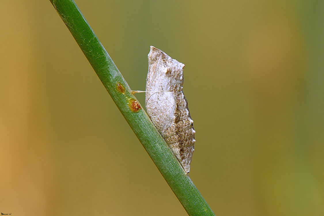 Objetivo: Naturaleza Viva: Mariposa macaón (Papilio machaon)