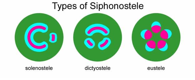 All AbOut Biology: Stele