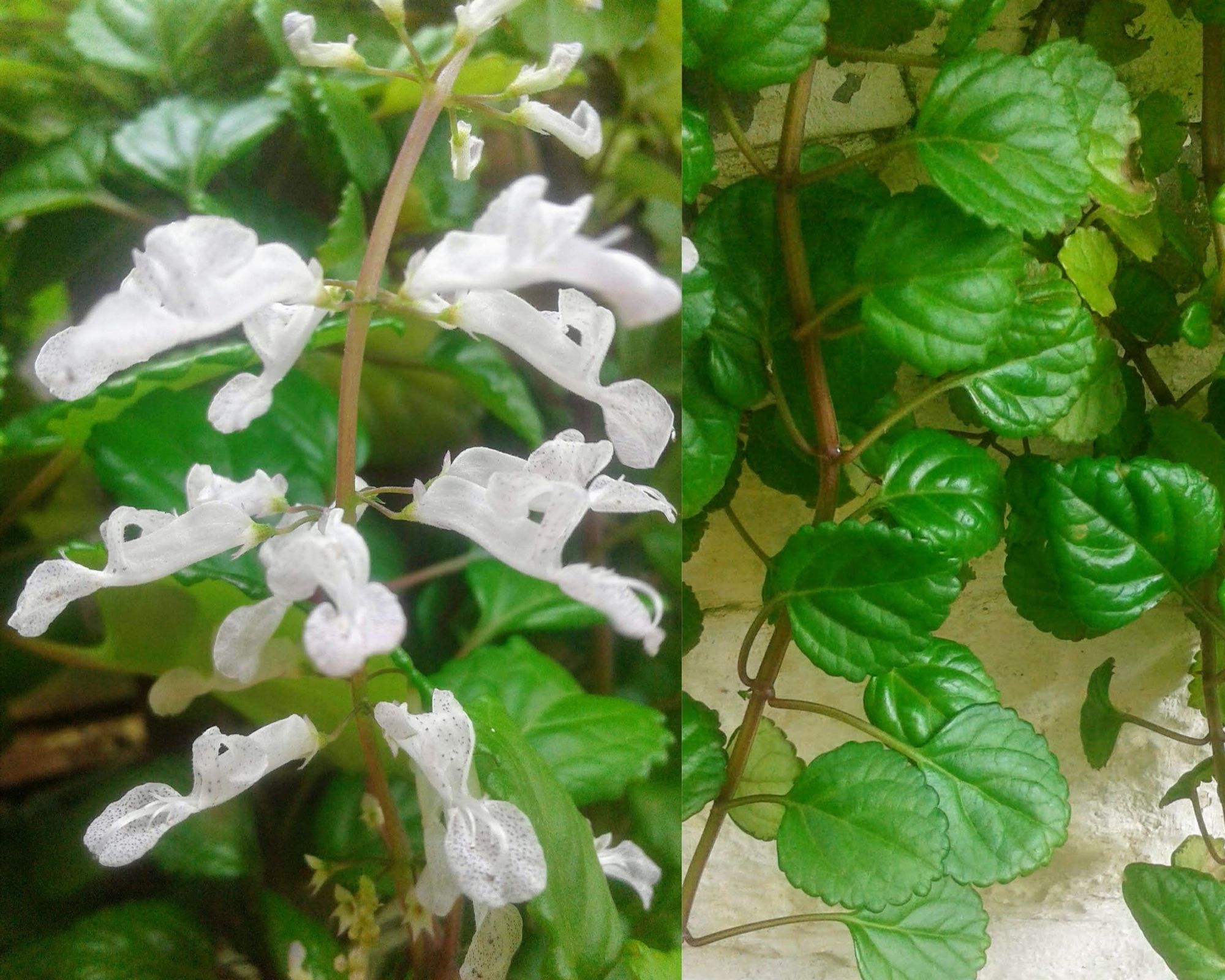 JardinagemHorganica: Conhecendo a planta dólar