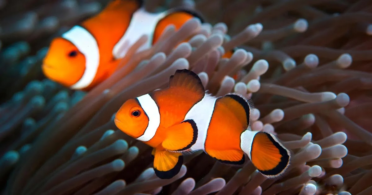 Kupas Tuntas Ikan Clownfish Salah Satu Ikan Hias Terpopuler Ikanesia kupas-tuntas-ikan-clownfish-salah-satu-ikan-hias-terpopuler-ikanesia
