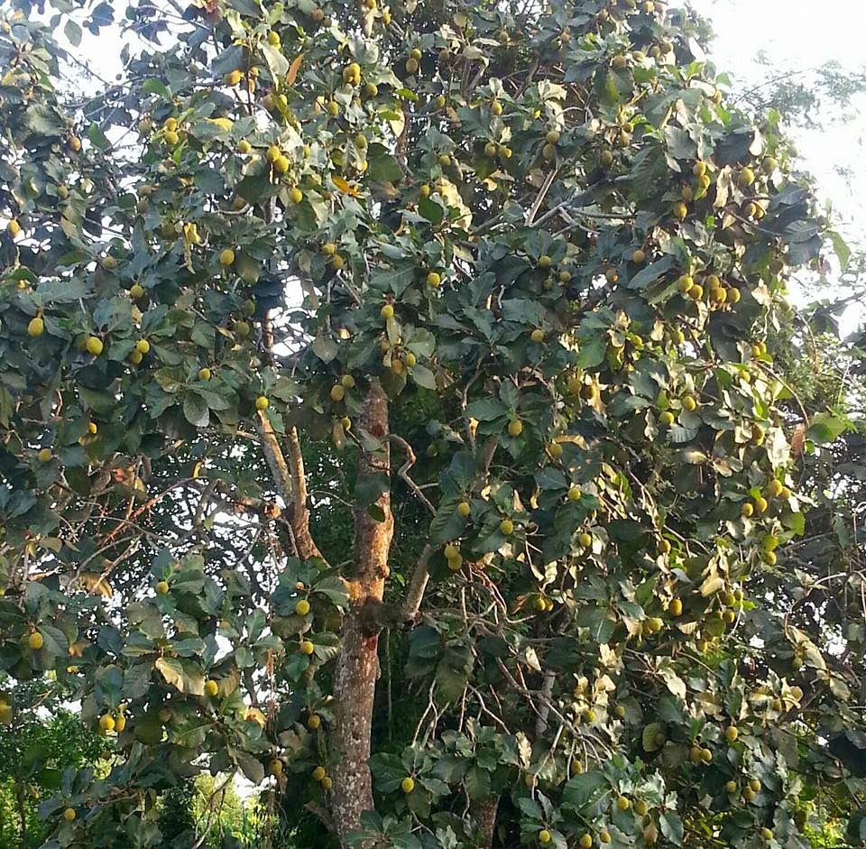 Buah Buahan Borneo, Terap |MyRokan