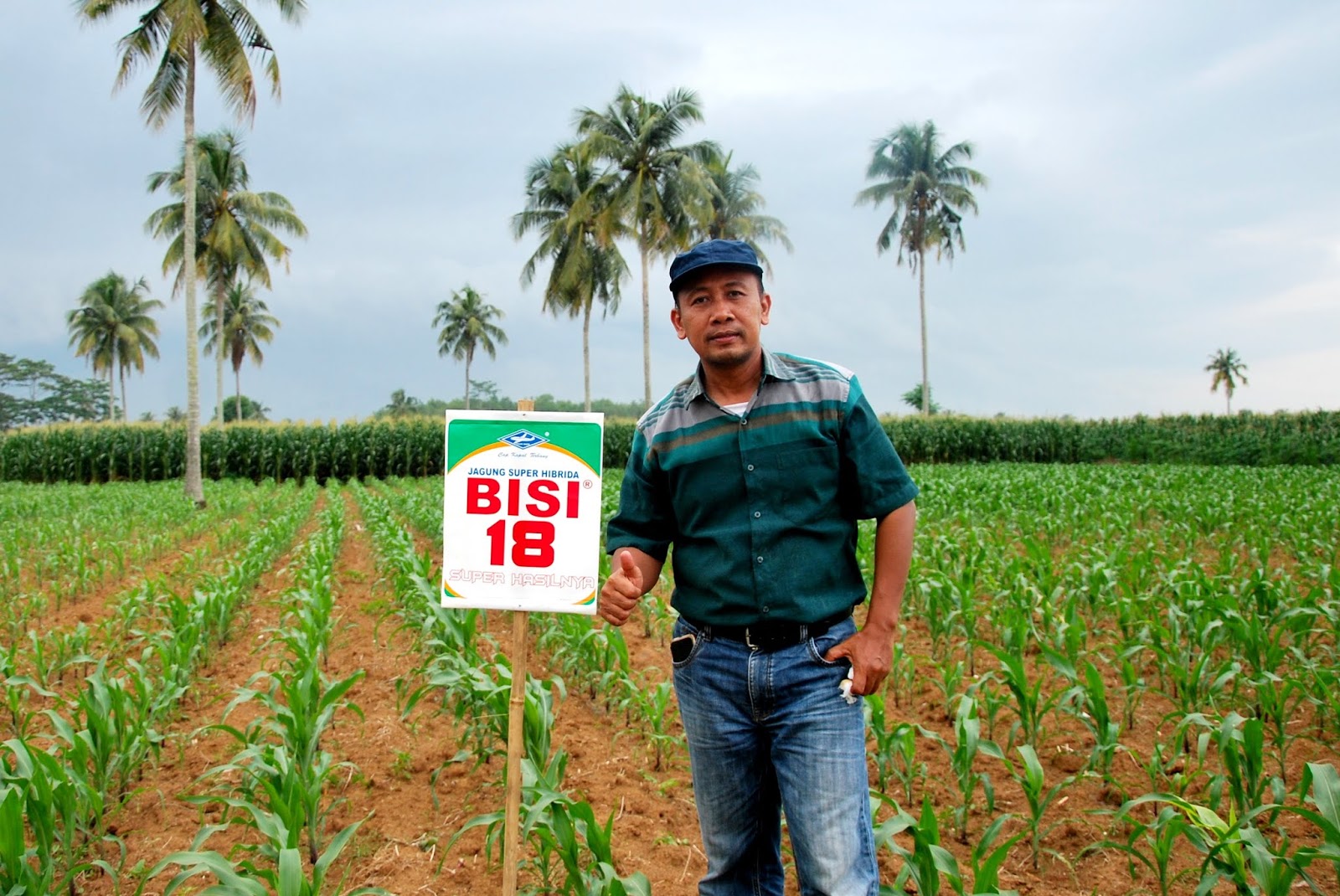 BISI 18 di awal penanamannya tumbuh serempak, dalam penanaman di Fajar ...