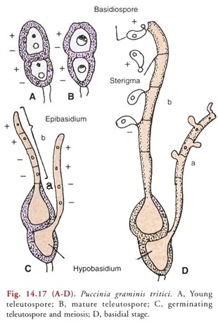 The Life Cycle of Wheat Stem: Life Cycle of Puccinia Graminis