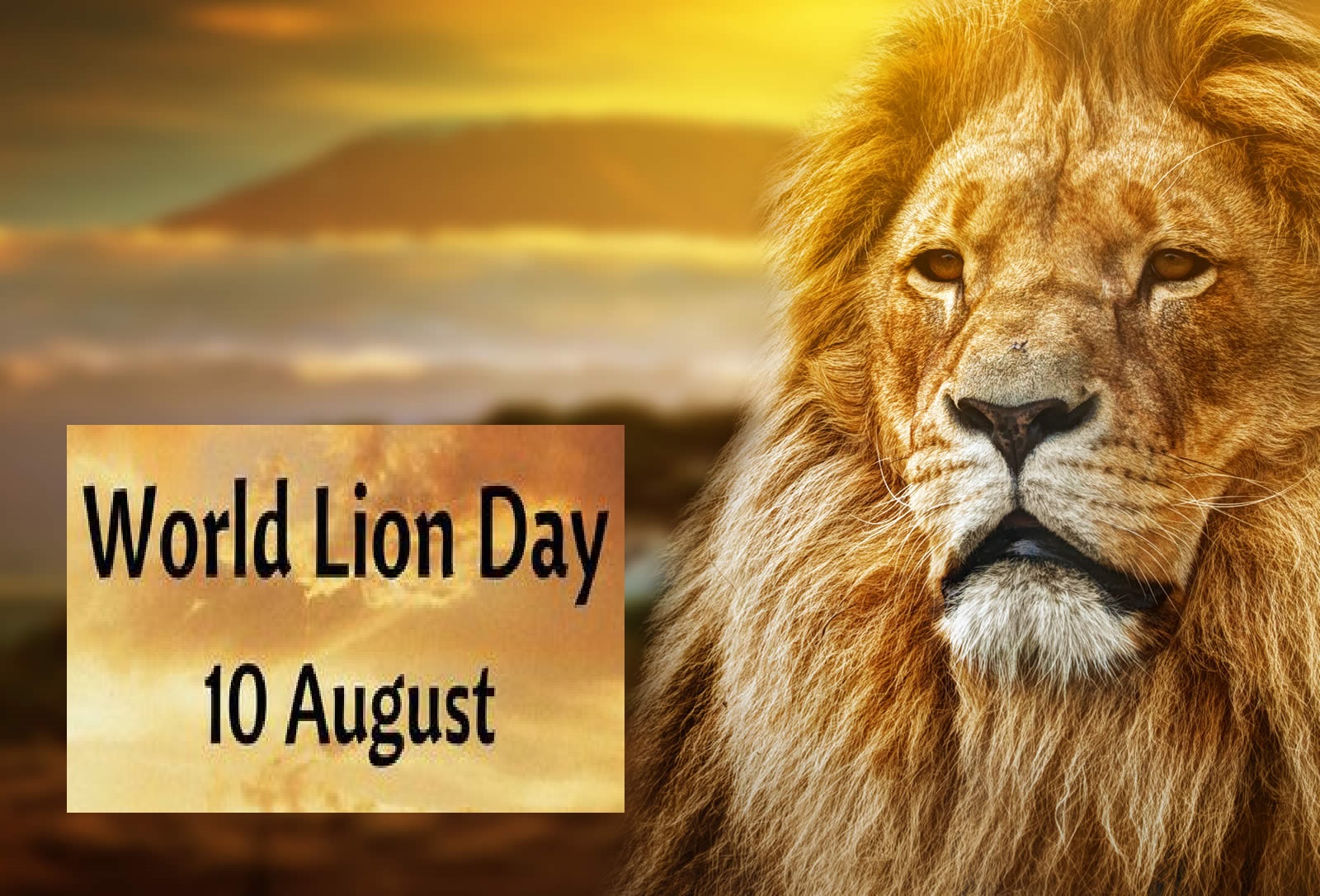 World Lion Day - 10 August. ~ CURRENT AFFAIRS (CA) DAILY UPDATES