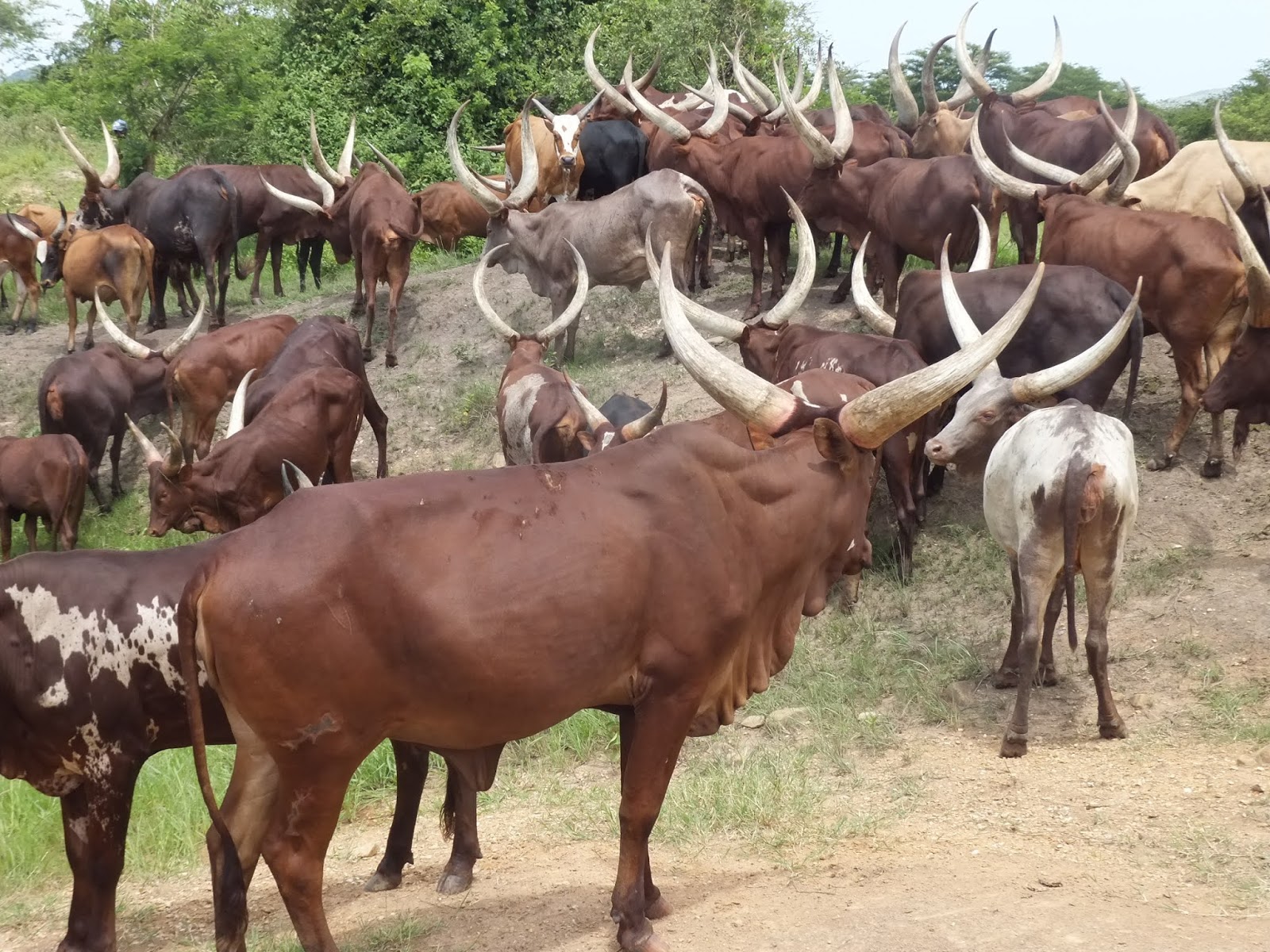 UHURU 14: THIS TYPE OF CATTLE ARE POPULAR IN EAST AFRICA ESPECIALLY ...