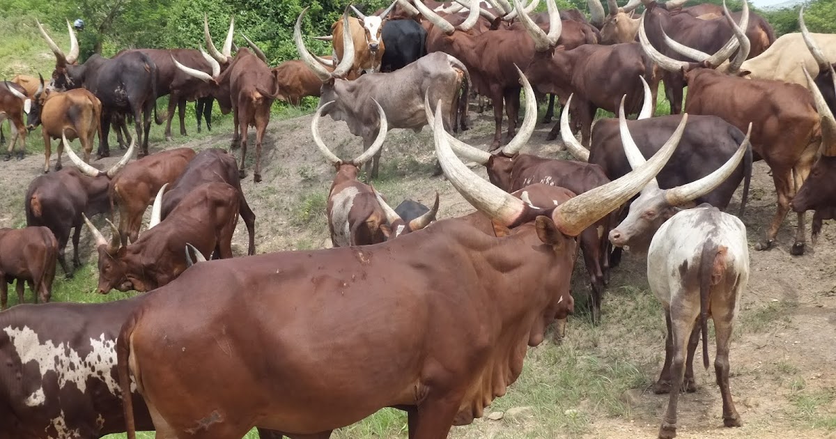 UHURU 14: THIS TYPE OF CATTLE ARE POPULAR IN EAST AFRICA ESPECIALLY ...
