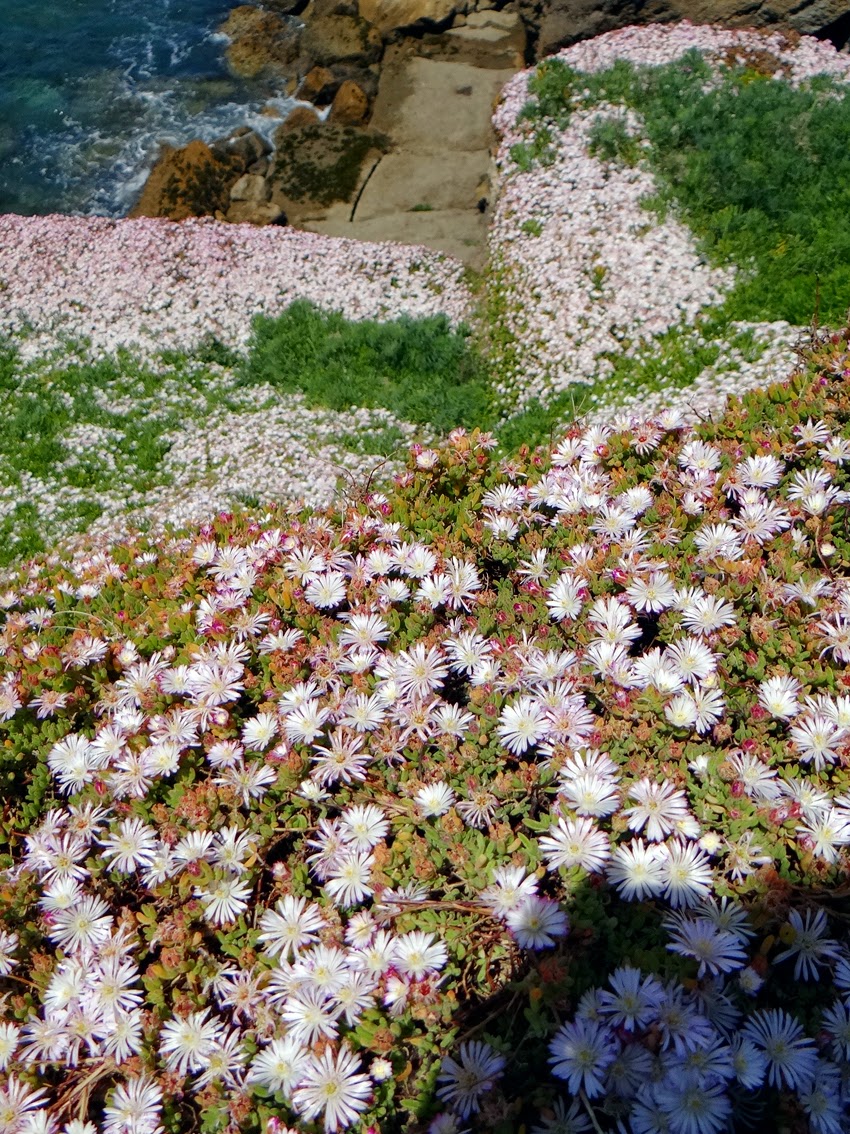 Blog de cheiros: À flor do mar