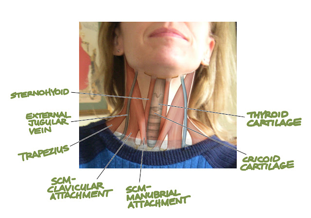 Sternohyoid muscle | HUMAN MUSCULAR SYSTEM