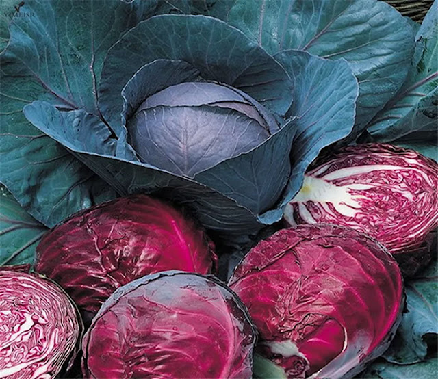 Simple tips on how to grow Red Cabbage