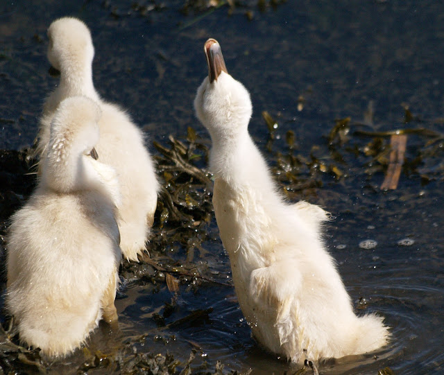 Fotografiando mi Mundo: Cisnes...padres felices y los polluelos ...