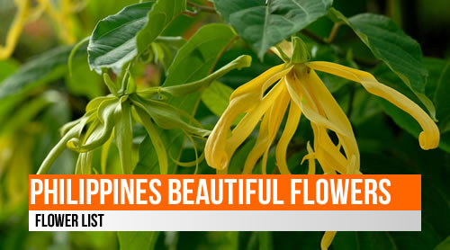 List of Flowers in the Philippines
