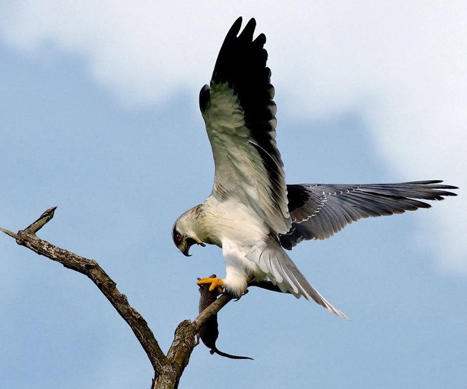 URIS KALU PATHAN UKUSSA: URIS KALU PATHAN UKUSSA