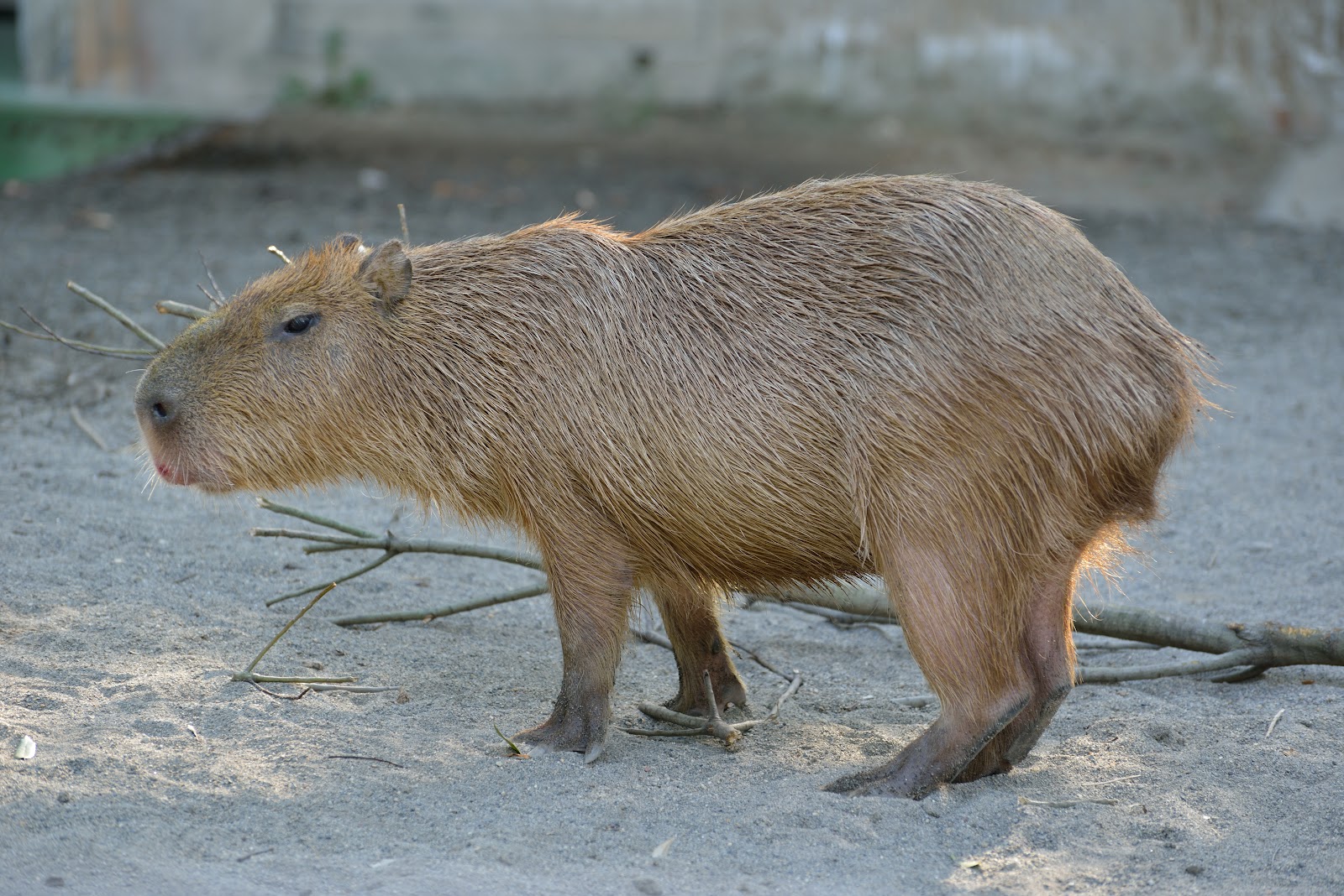 Bank of PhotoGraphics: Ueno Zoo IV: Capybara 2