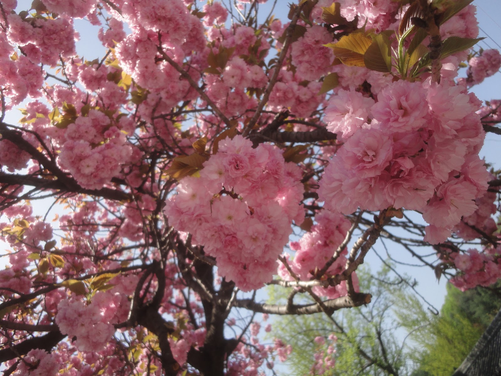 apple muslim holiday: MUSIM BUNGA SAKURA DI KOREA