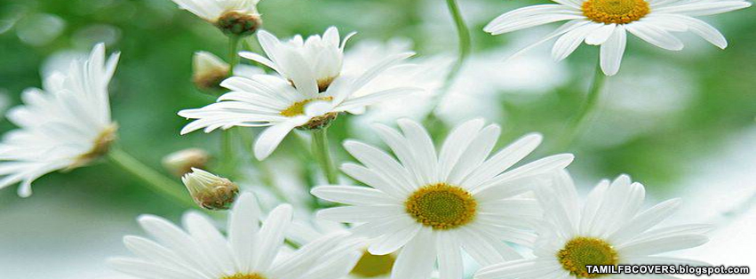 My India FB Covers: White flowers - Flower FB Cover