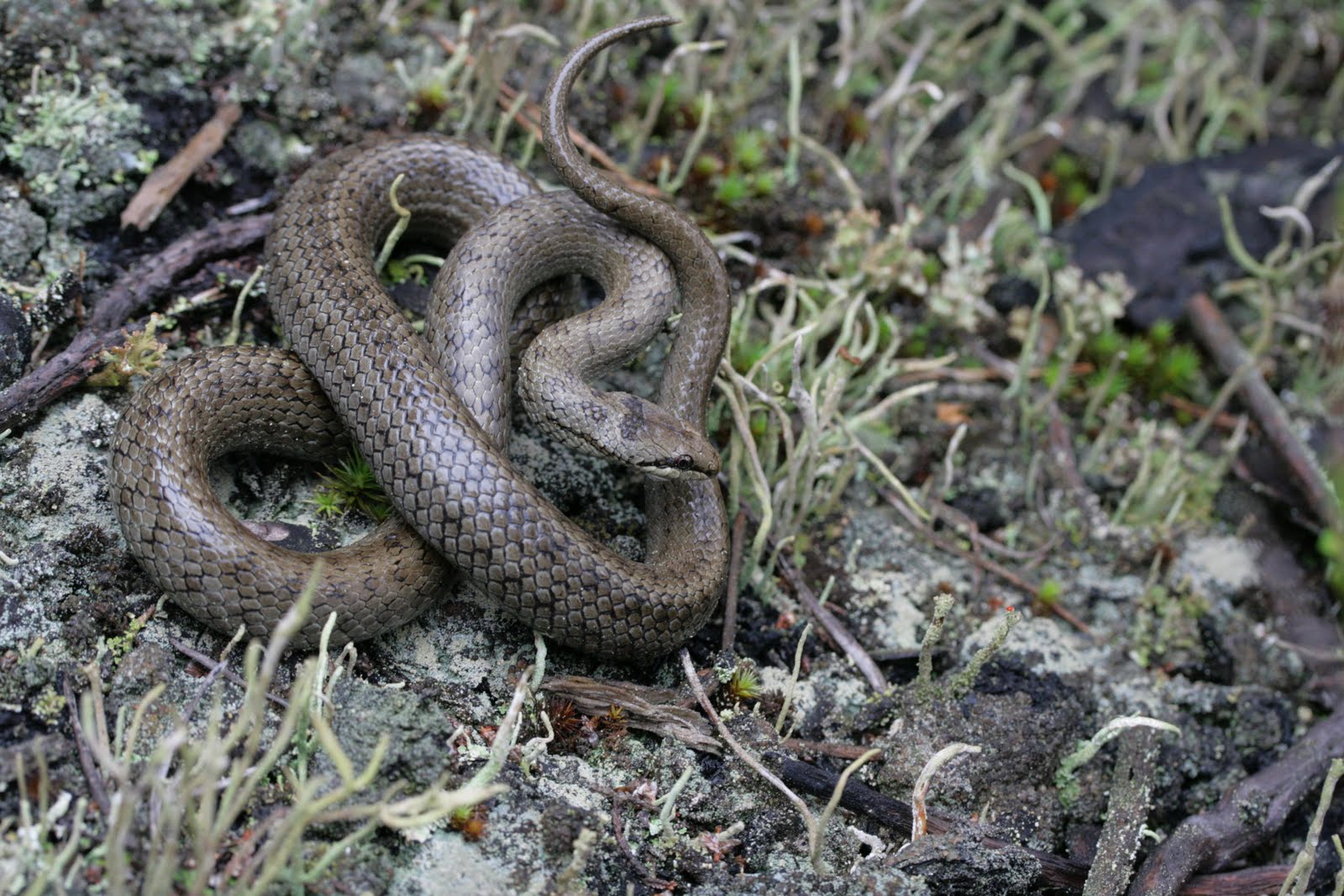 Latvijas Dabas muzeja blogs: Kā neapjukt čūsku valstībā?