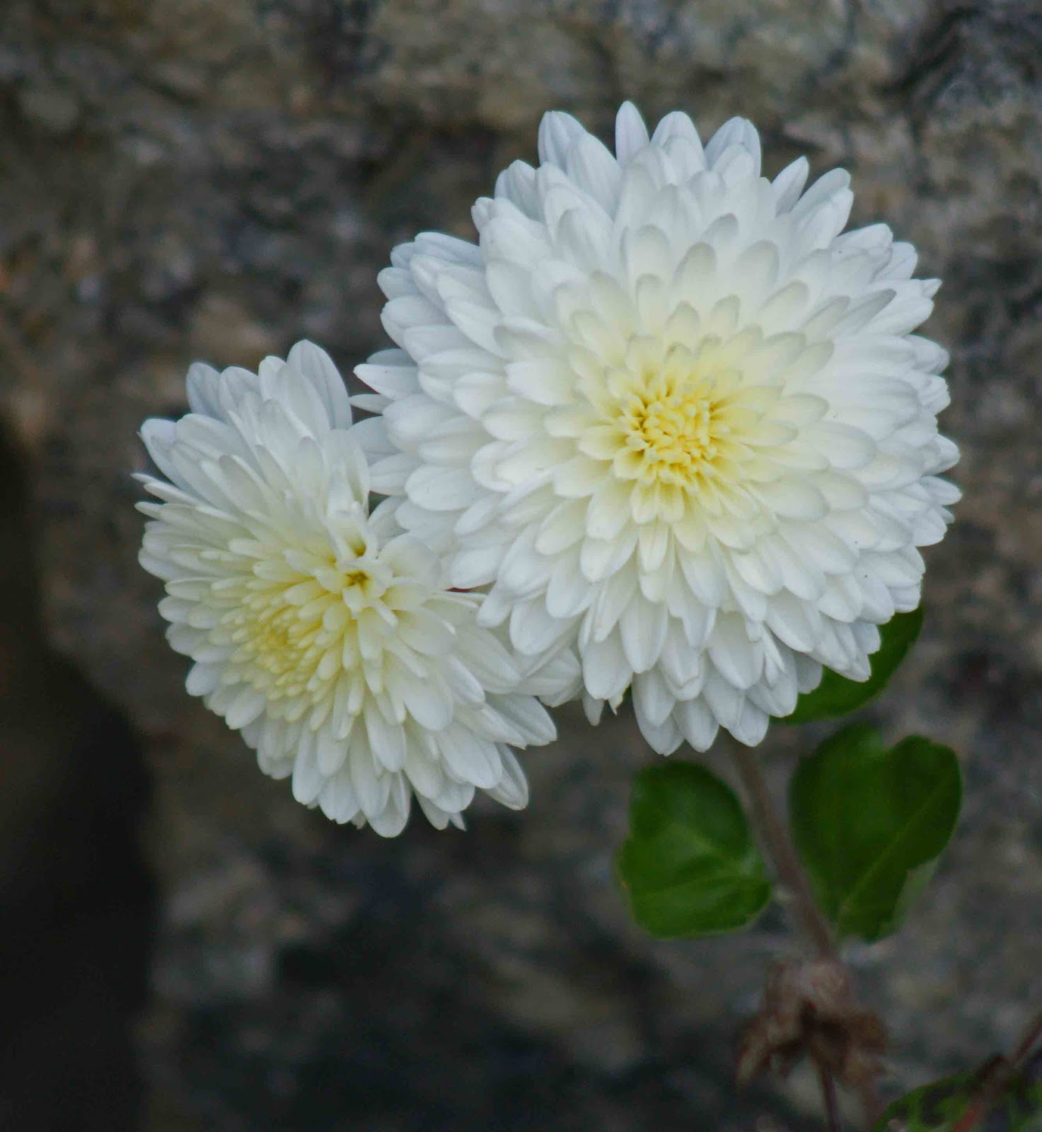 Divine Nature: The Four "Gunja"