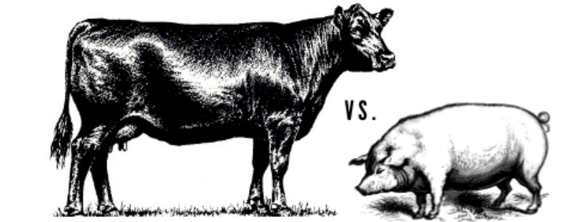 Cow Vs. Pig