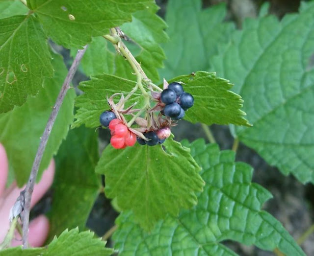 ベリーな日常: Rubus mesogaeus (クロイチゴ)