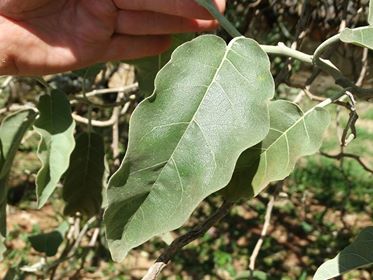 Meu Cantinho Verde: LOBEIRA, FRUTA-DO-LOBO - ( Solanum lycocarpum )