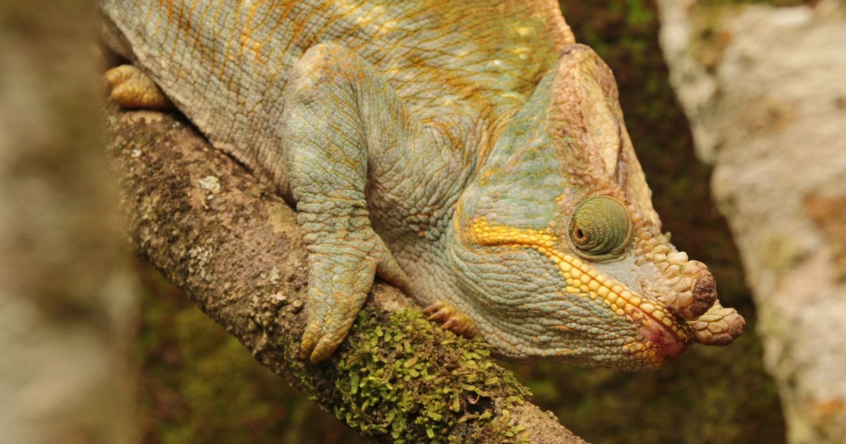 DOMMELVOS NATUURFOTOGRAFIE: Madagaskar - kameleons