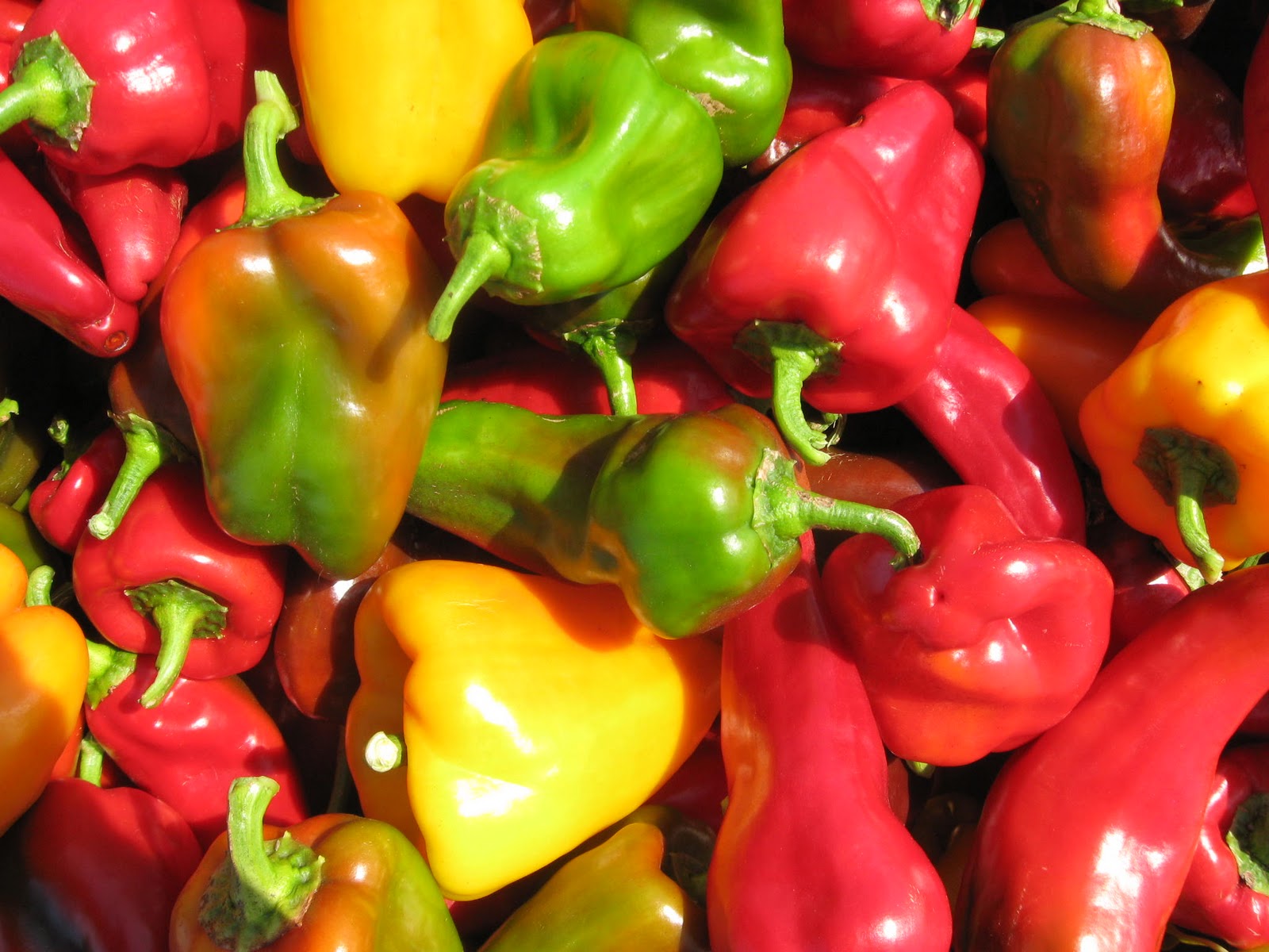 Broad Branch Farm CSA Newsletters