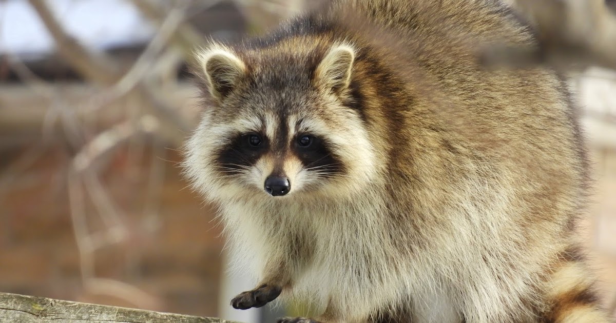 A Raccoon (Raton laveur) visits our backyard - Travels With Birds