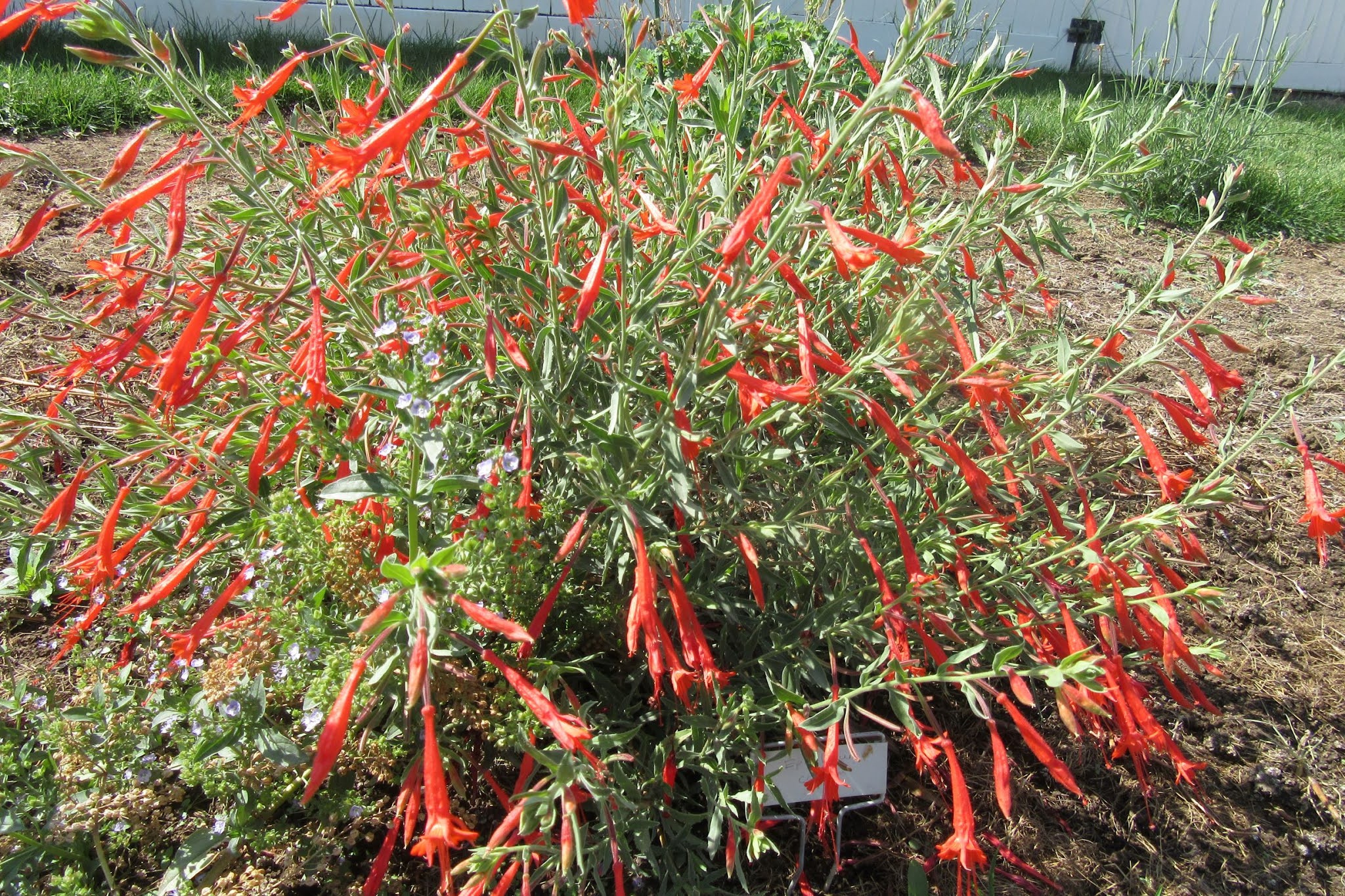 Mother Nature's Montrose Garden: Plant of the Month (September ...