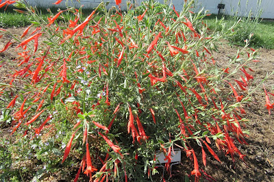 Mother Nature's Montrose Garden: Plant of the Month (September ...