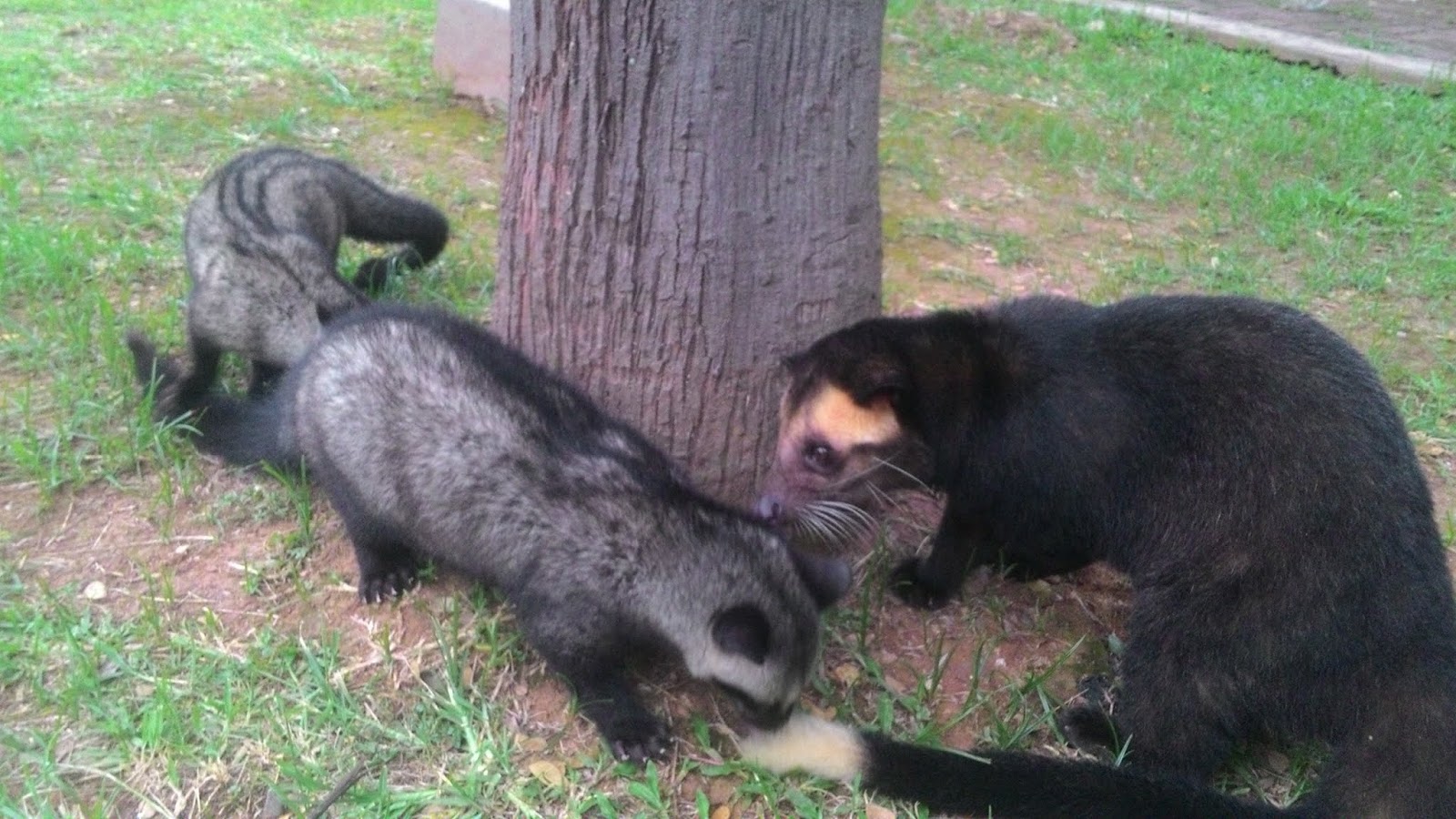 Pengalaman Membeli Musang Bulan