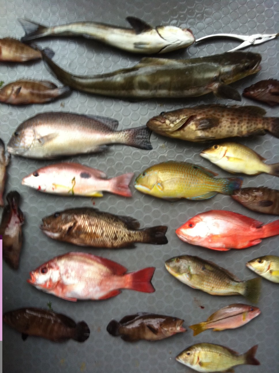 Learn Boat Fishing In Singapore: LEAVING PULAU TEKONG FOR PUNGGOL MARINA