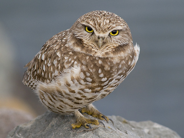 The Burrowing Owl – The Smallest Species of Owl | The Ark In Space