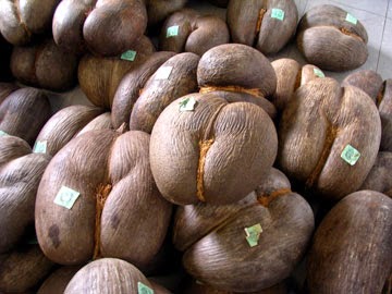 LifescienceROOM: DO YOU KNOW WHICH IS THE BIGGEST SEED?