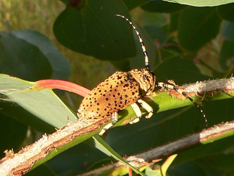 Ian Fraser, talking naturally: Yellow in Small Scale