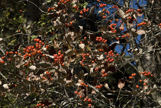 Всё о бегониях и не только...: Рябина Мужо / Хедлундия Мужо (Sorbus ...